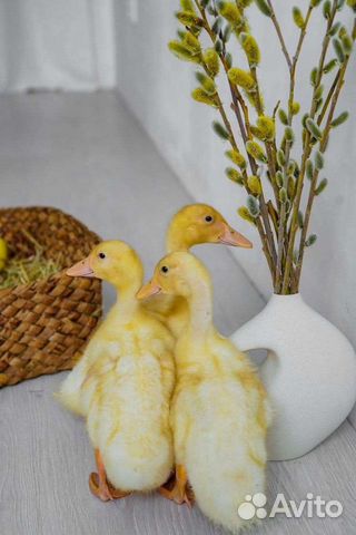 Утята Стар 53 и ст 5