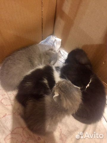 Котята в добрые руки