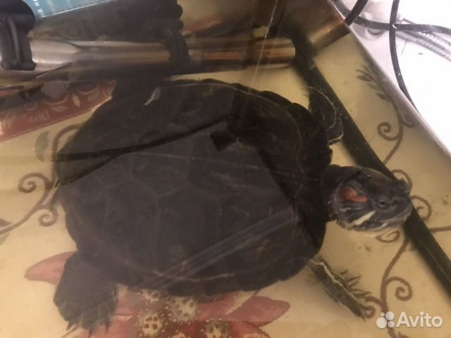 Домашние животные