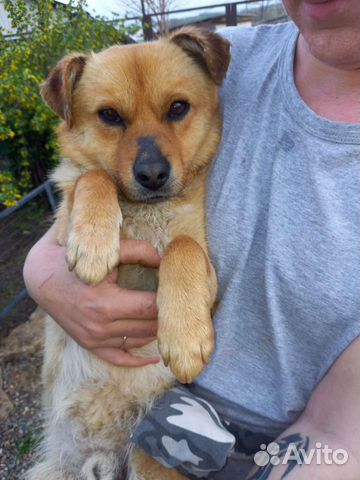 Минипес в добрые руки