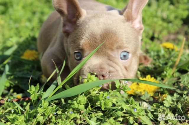 Мальчики изабелла в разведение и не только