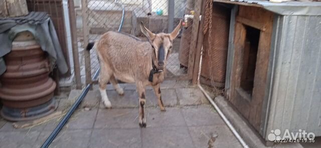 Козёл и козочки