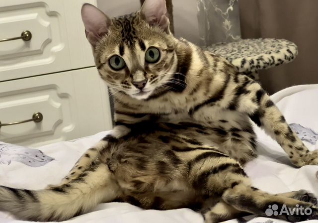 Бенгальская кошка на случку