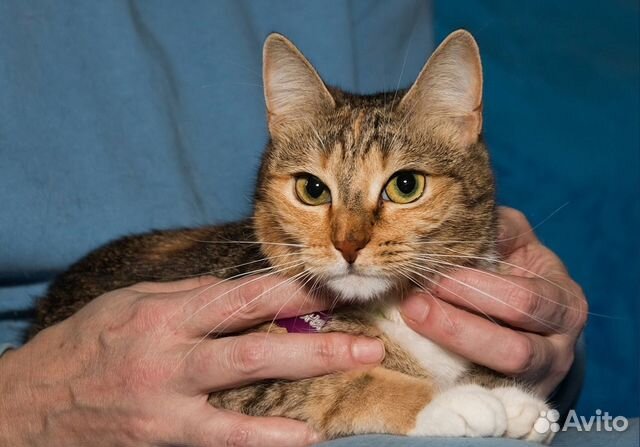 Трехцветная кошка Сонечка бесплатно