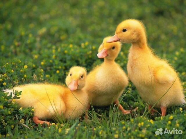 Утята суточные черри велли