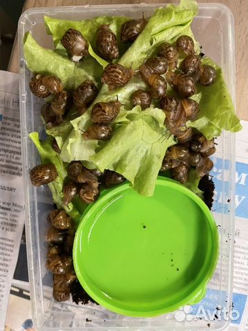 Отдам бесплатно улиток Ахатин