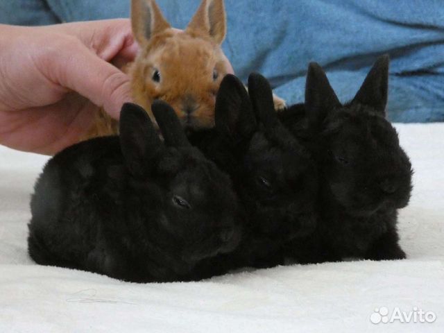 Декоративные кролики породы рекс