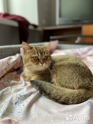 Кошка британка шиншилла