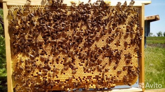 Продам пчелосемьи дадан