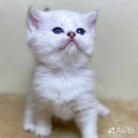 Британские длинношерстные котята
