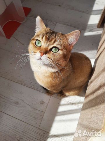 Золотой британец на вязку