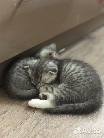 Шотландские вислоухие и прямоухие котята