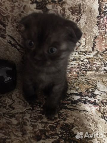 Британские вислоухие котики