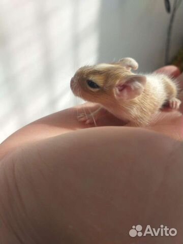 Малыши дегу разноцветные