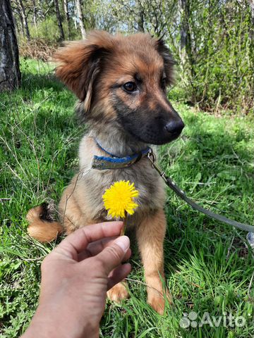 Щенок Молли в поисках дома