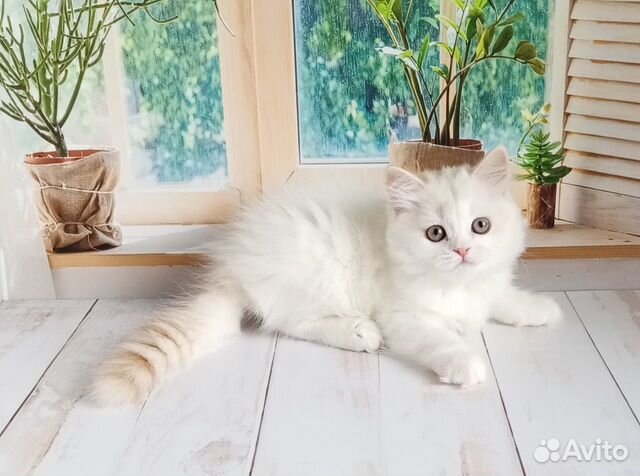 Шотландский котик ван