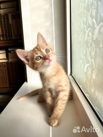 Котенок в дар рыжий