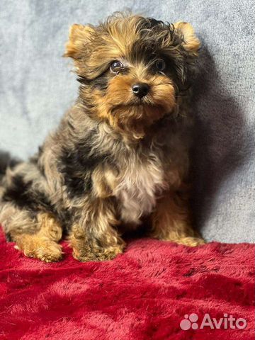 Уникальный бивер йорк