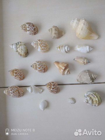 Ракушки, камни, декор для аквариума и поделок