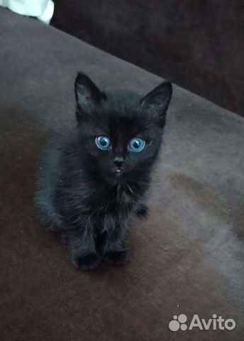 Котенок