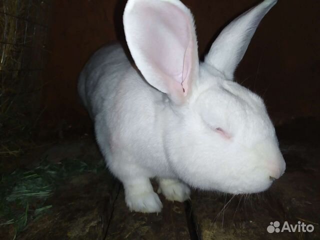 Кролик белый панон