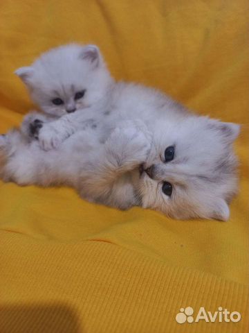 Котята Перситская шиншилла