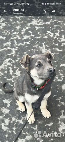 Собаки в дар бесплатно