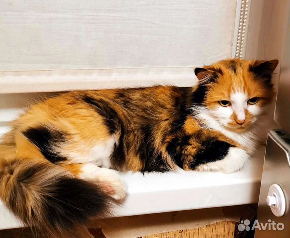 Кошка