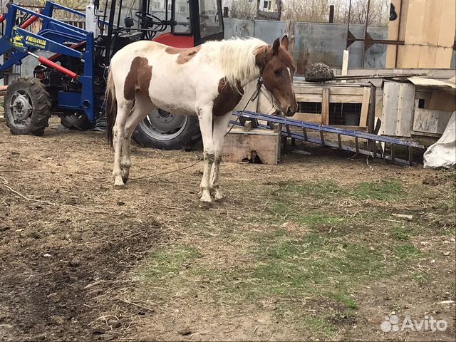 Продам жеребчика