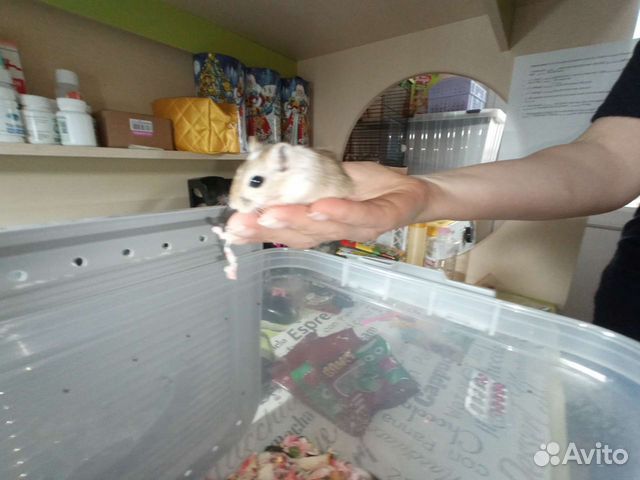 Монгольская песчанка с контейнером)