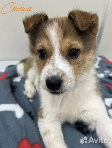 Щенок малышка в добрые руки