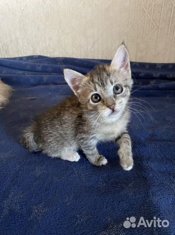 Полосатый котёнок 2 месяца