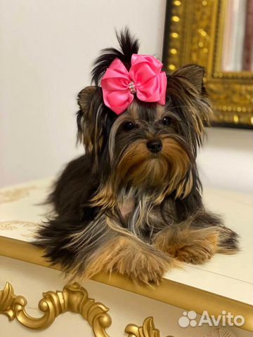 Йорки цветные девочки и мальчики