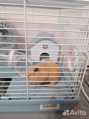 Сирийский хомяк с клеткой питанием и подстилкой