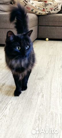 Кошечка в добрые руки