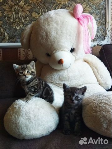 Шотландские прямоухие котята