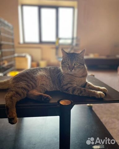 Шикарный подросток Пиноккио ищет дом