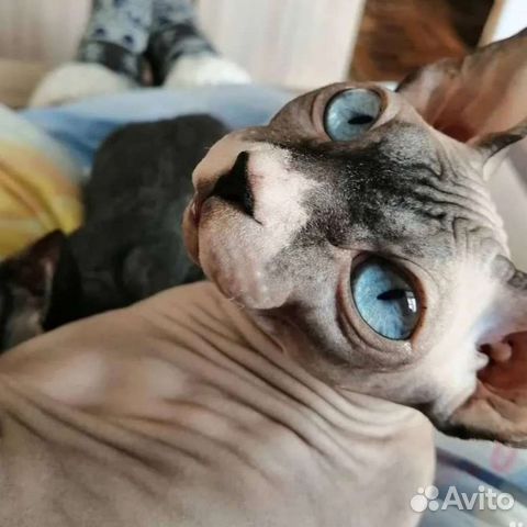 Канадский сфинкс котята