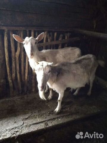 Зааненская дойная коза