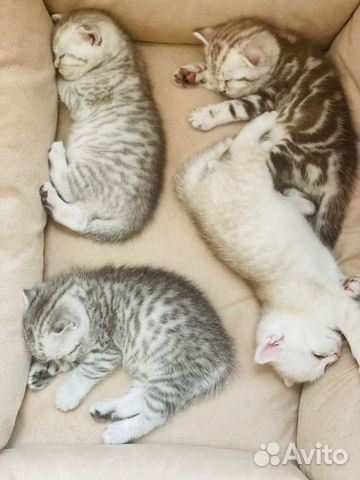 Продаются котята