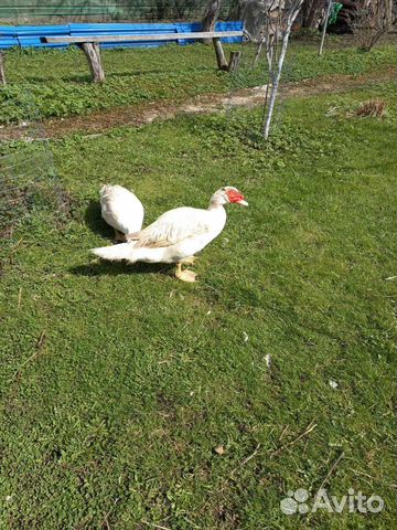 Мускусные утки