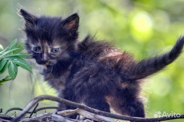 Игривый котик красивого окраса