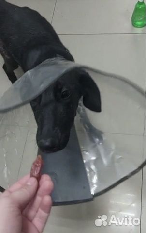 Собака в хорошие руки