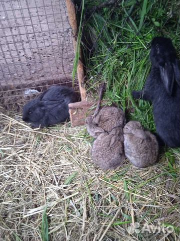 Продам крольчат и взрослых кролов