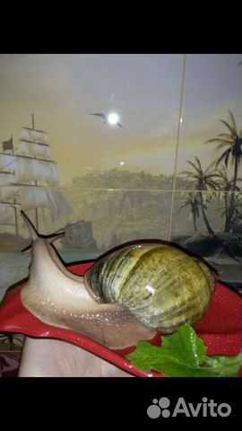 Улитки косметические