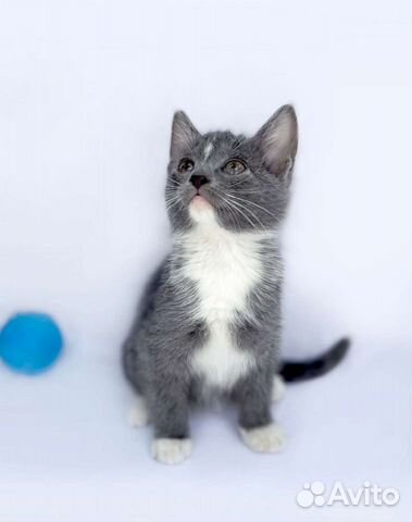 Котенок девочка, 2 месяца