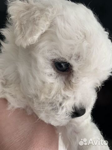 Бишон фризе