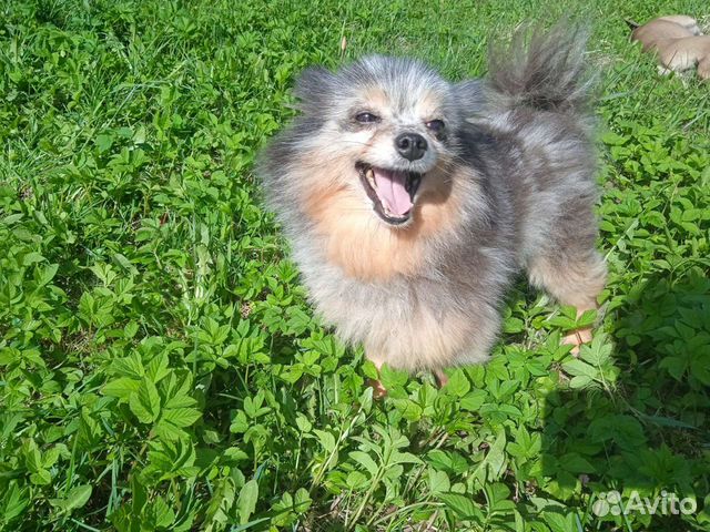 Карликовый померанский шпиц девочка