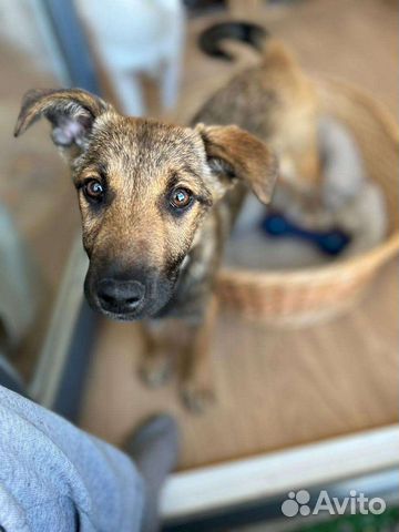 Щенок в добрые руки