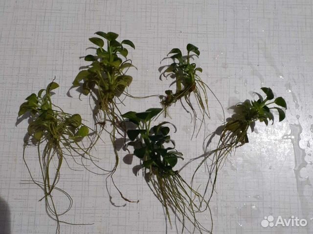 Анубиас нана